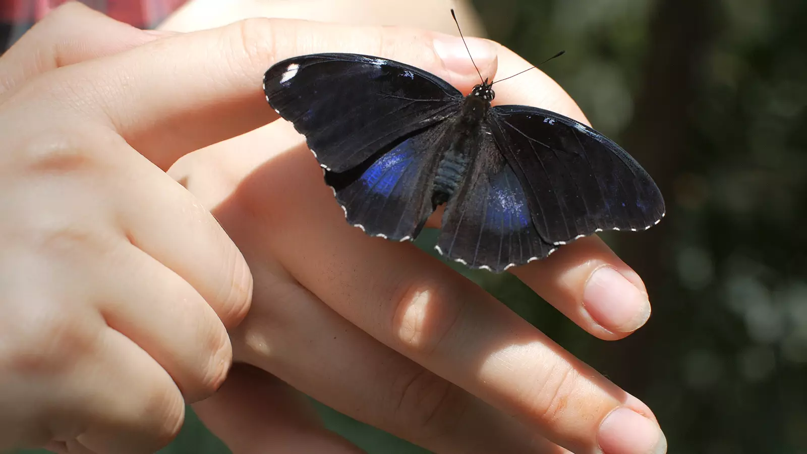 Si ves una mariposa negra, esto es lo que significa