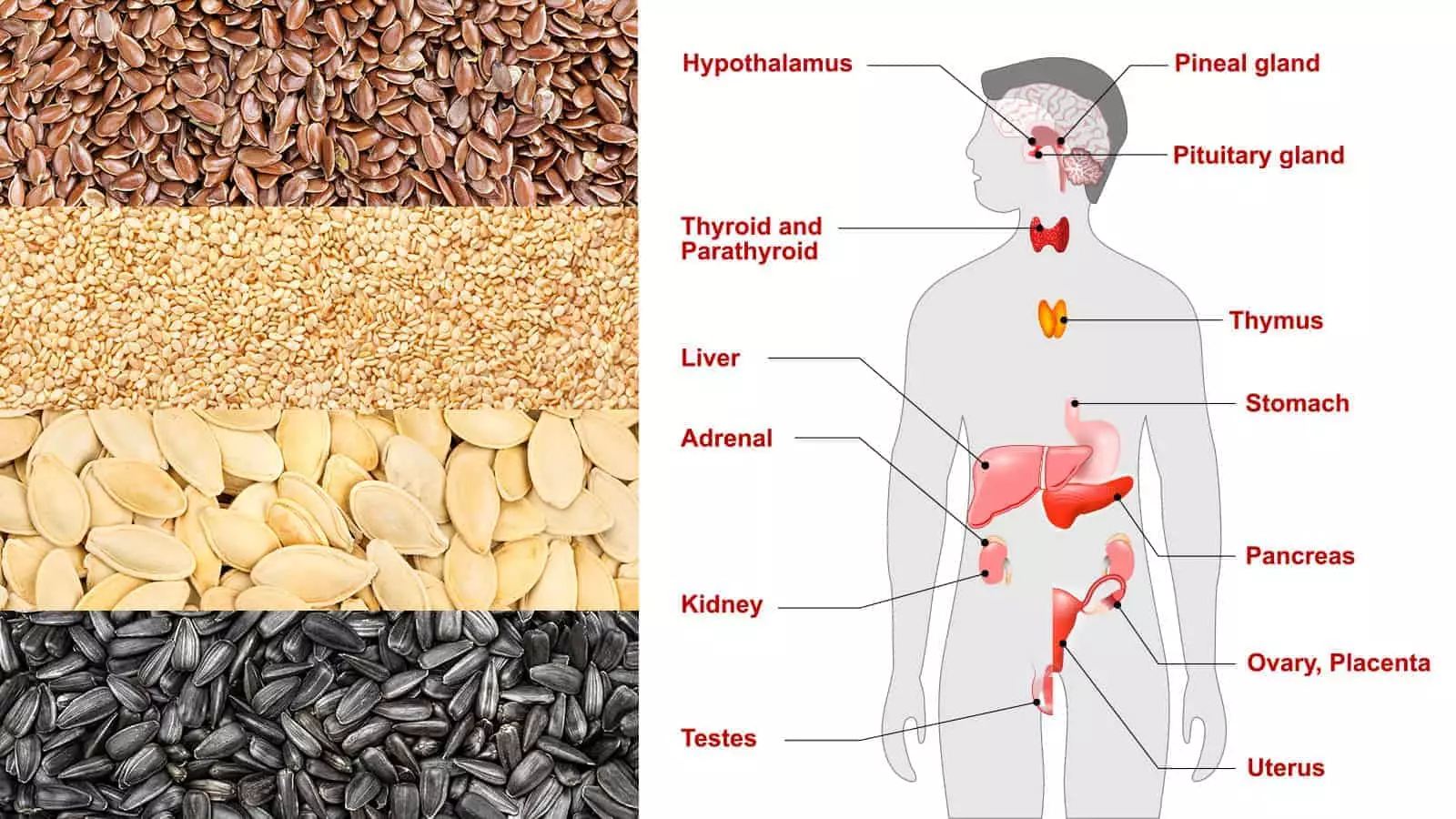 Los científicos explican qué sucede con tus hormonas cuando comes estas 4 semillas