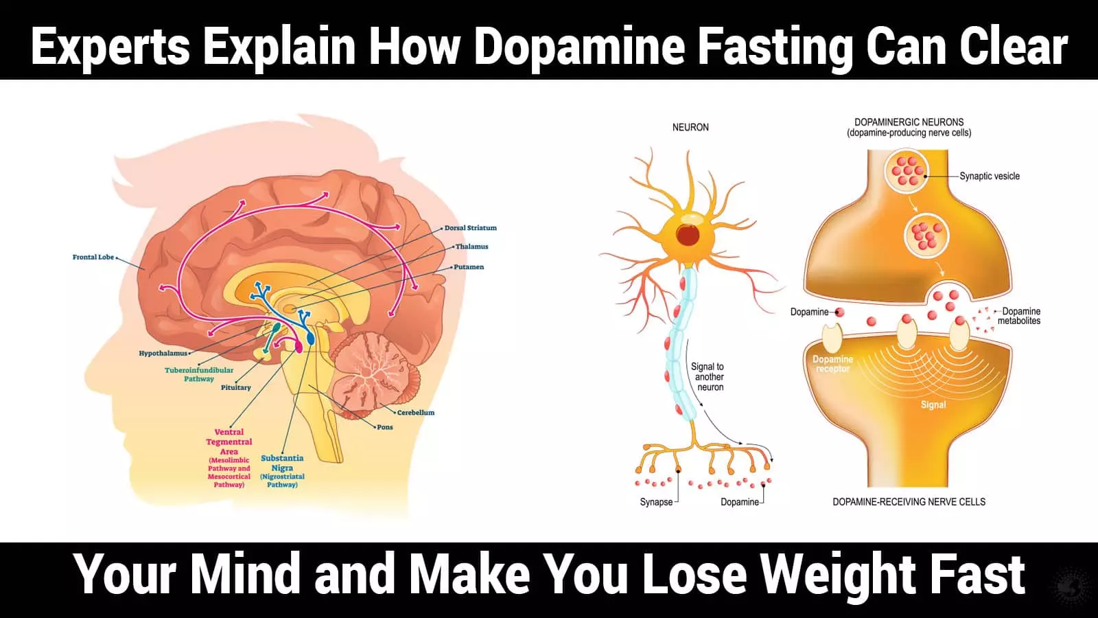 ການອົດອາຫານ dopamine