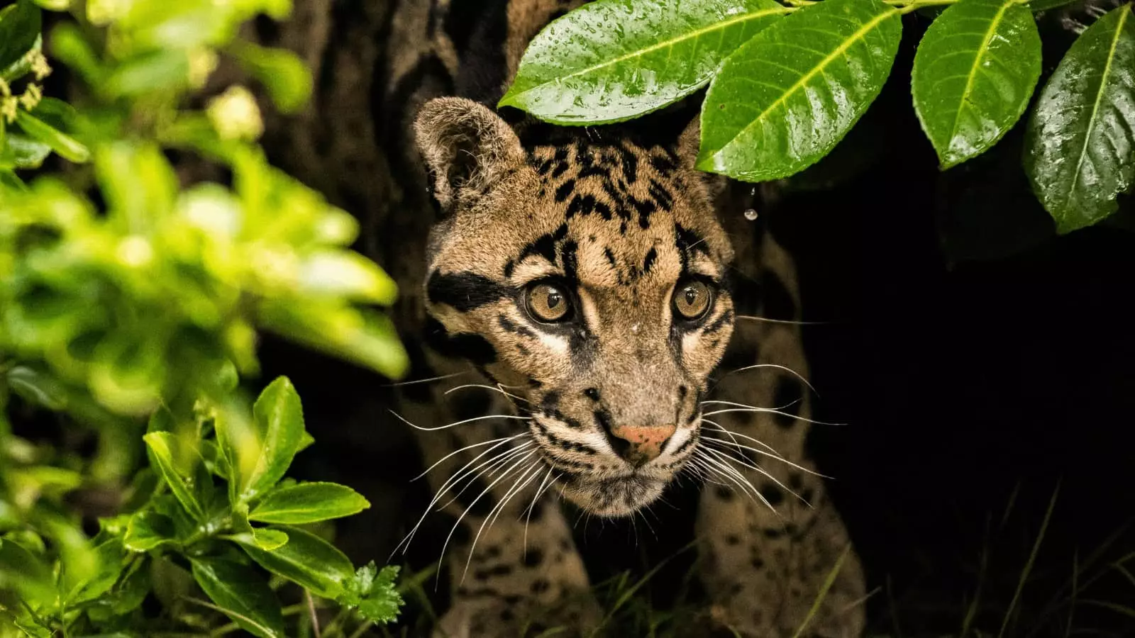 bracconieri di leopardo nebuloso