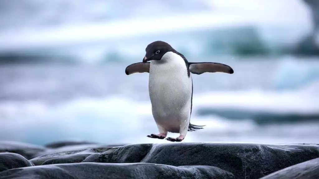 penguin